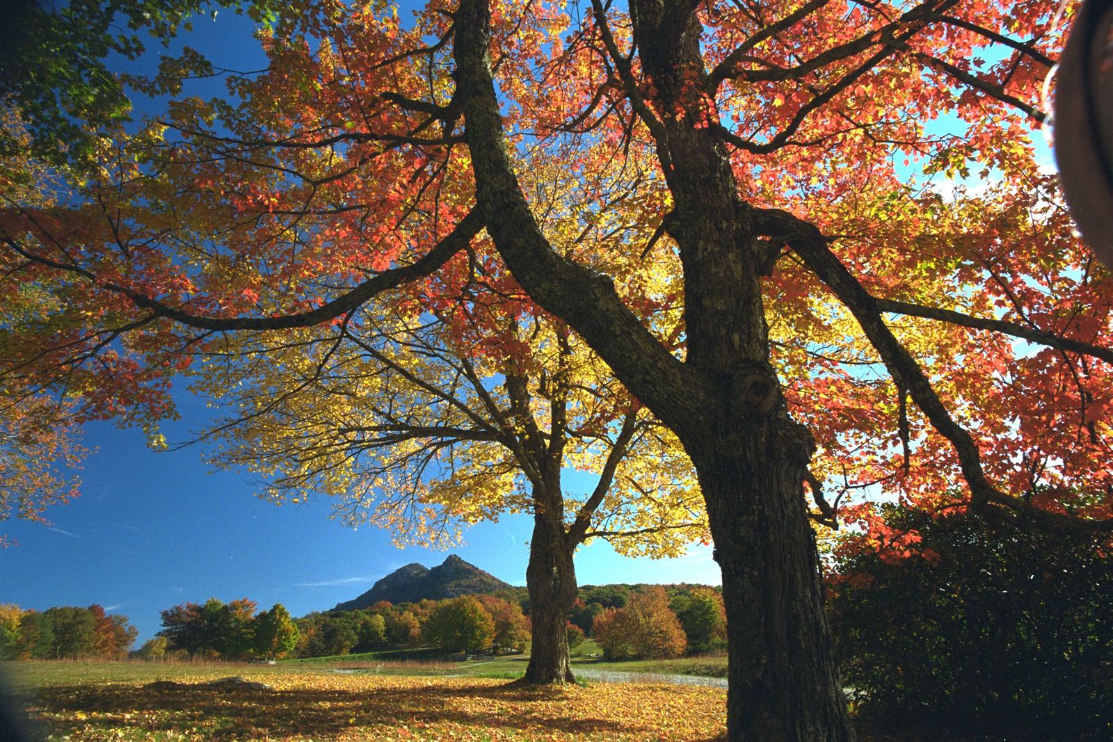 Locations Hub - Grandfather Mountain - MacRae Meadows