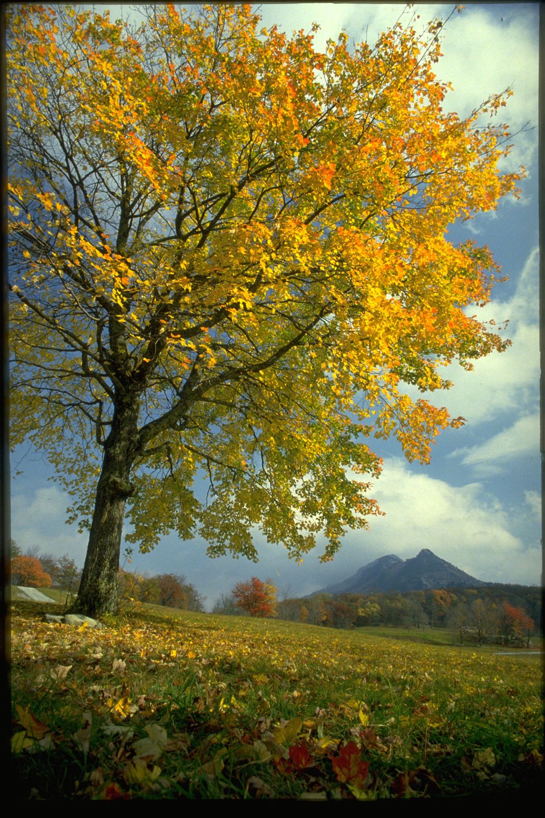 Locations Hub - Grandfather Mountain - MacRae Meadows